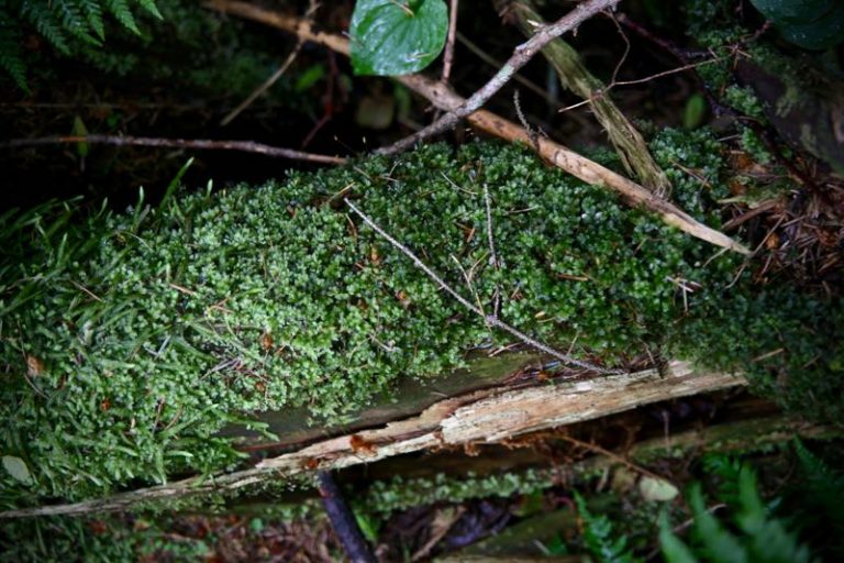 Alaskana Botanicals – Herbal Products from Southeast Alaska
